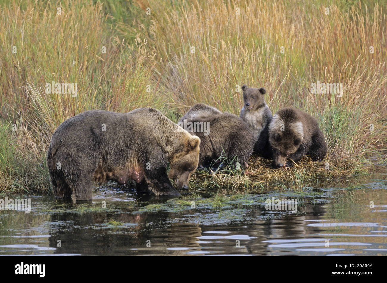 Grizzly Bear sow with four cubs at Brooks River Stock Photo - Alamy