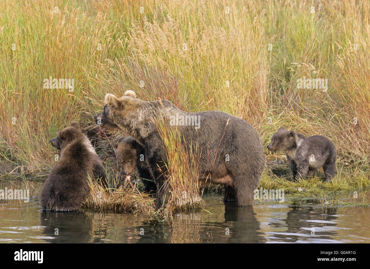 Grizzly Bear sow with three cubs at Brooks River Stock Photo - Alamy
