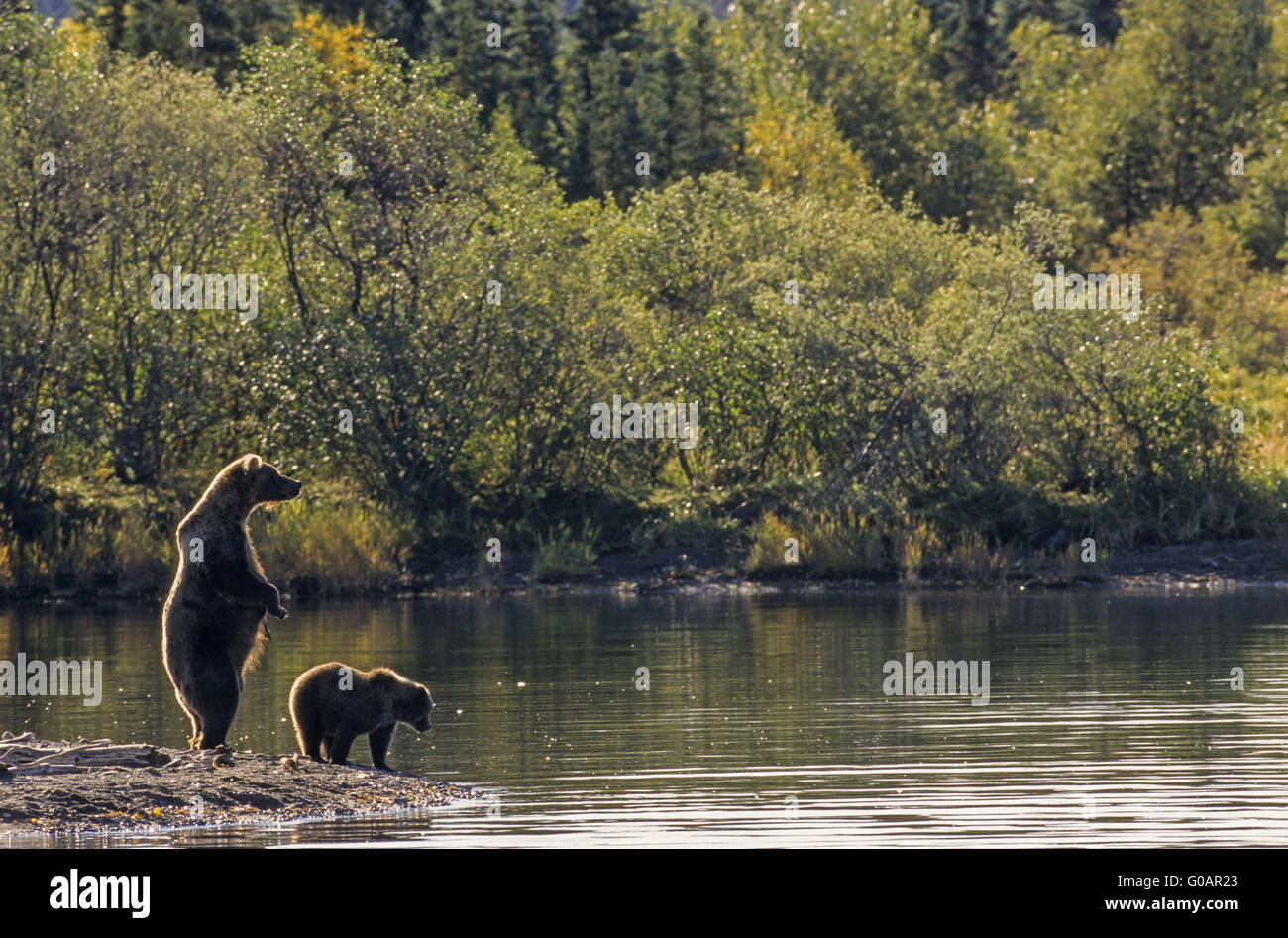 Grizzly Bear sow upright standing with her cub Stock Photo - Alamy