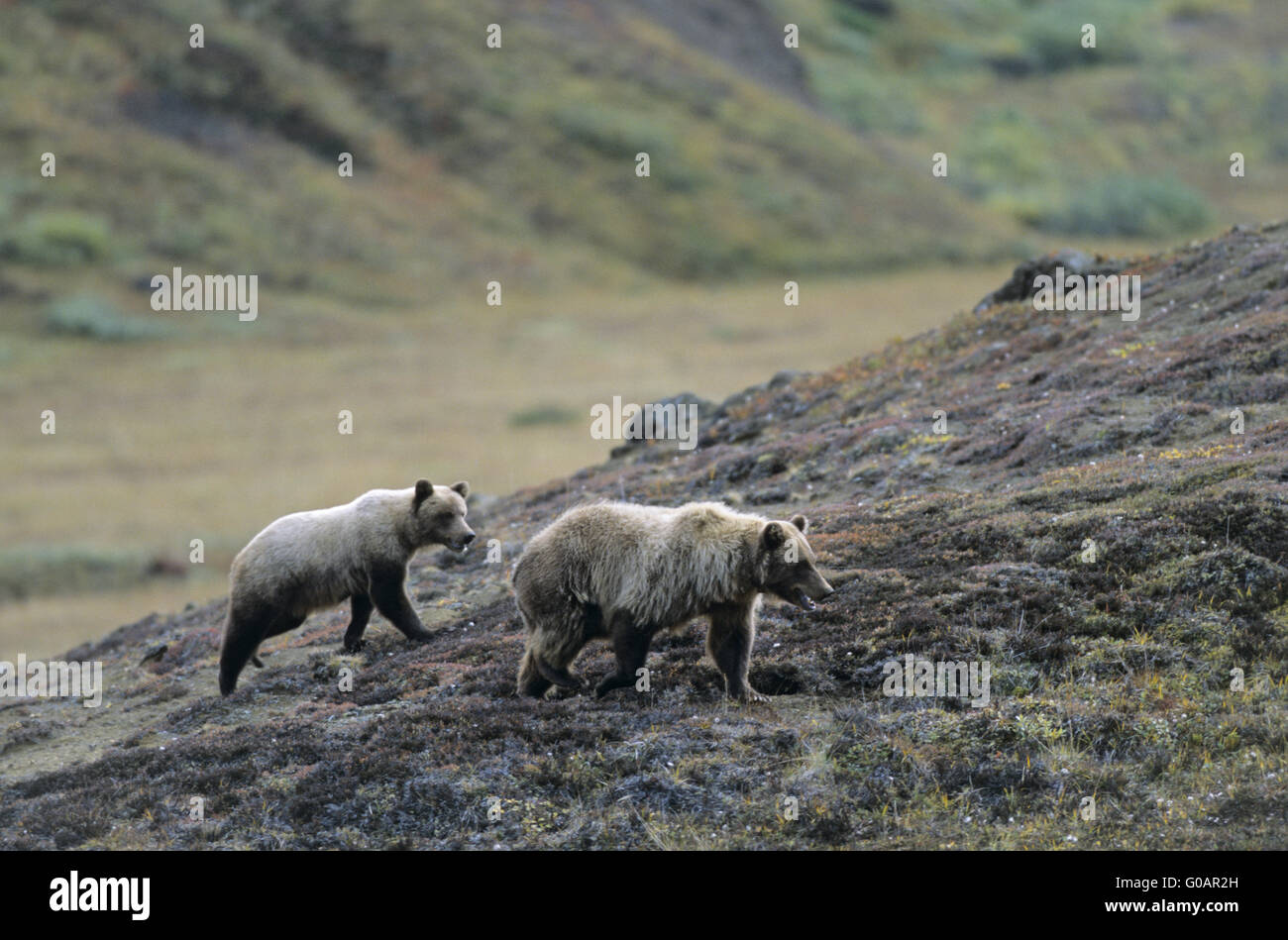 Grizzly Bear sow with cub searching for food Stock Photo - Alamy