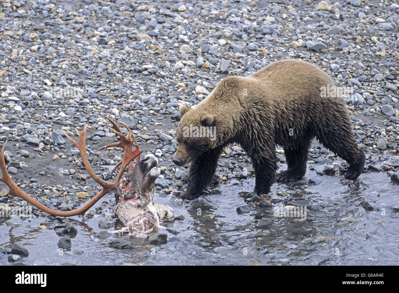 Grizzly Bear at a Caribou cadaver killed from wolf Stock Photo - Alamy