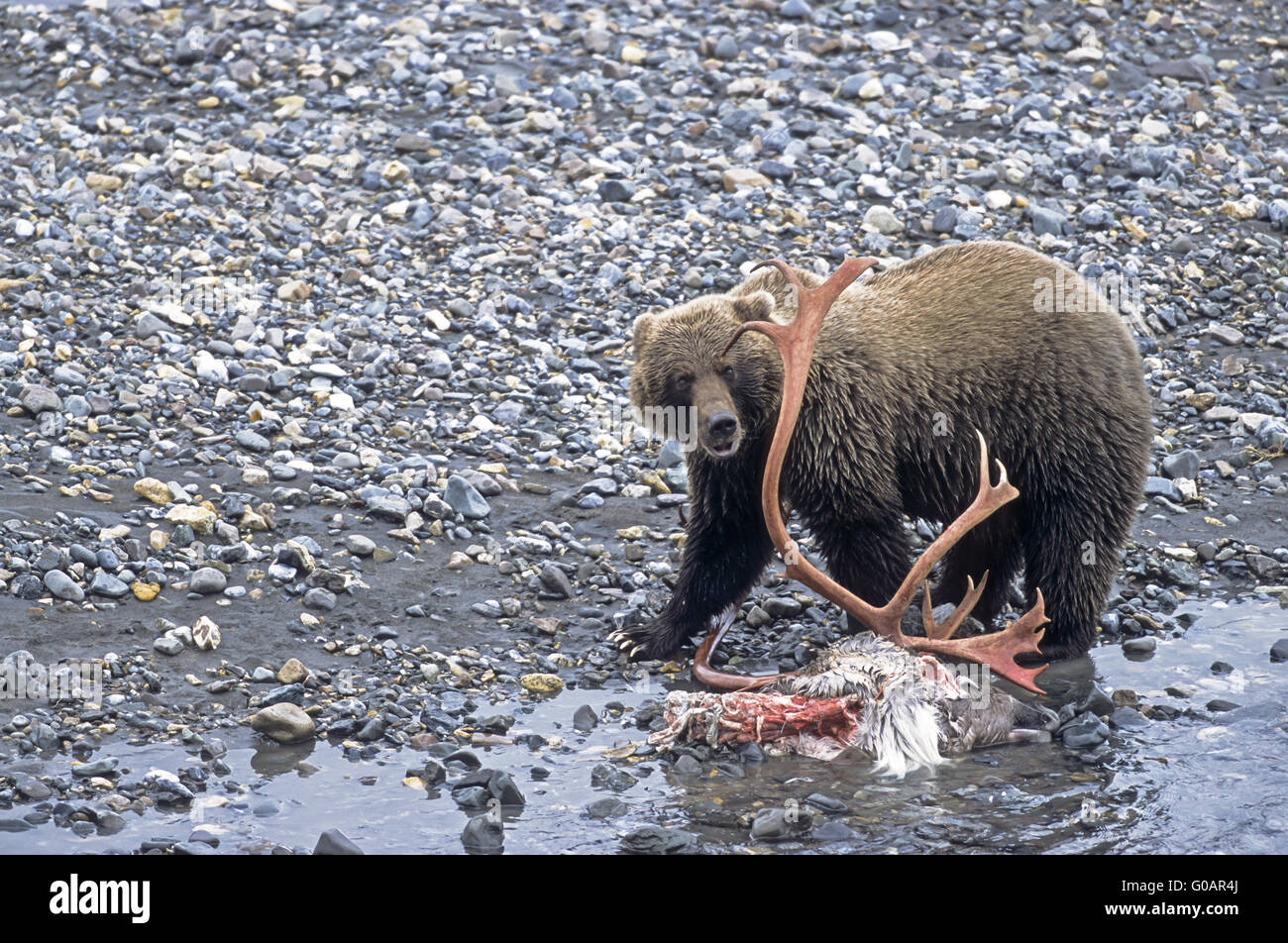 Grizzly Bear at a Caribou cadaver killed from wolf Stock Photo - Alamy
