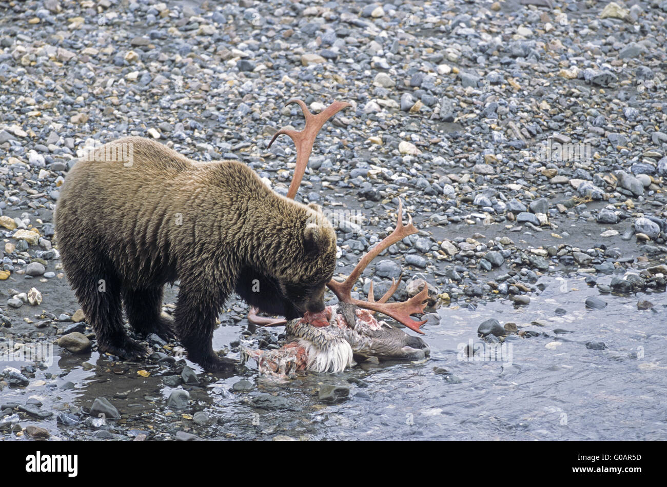 Grizzly Bear at a Caribou cadaver killed from wolf Stock Photo - Alamy