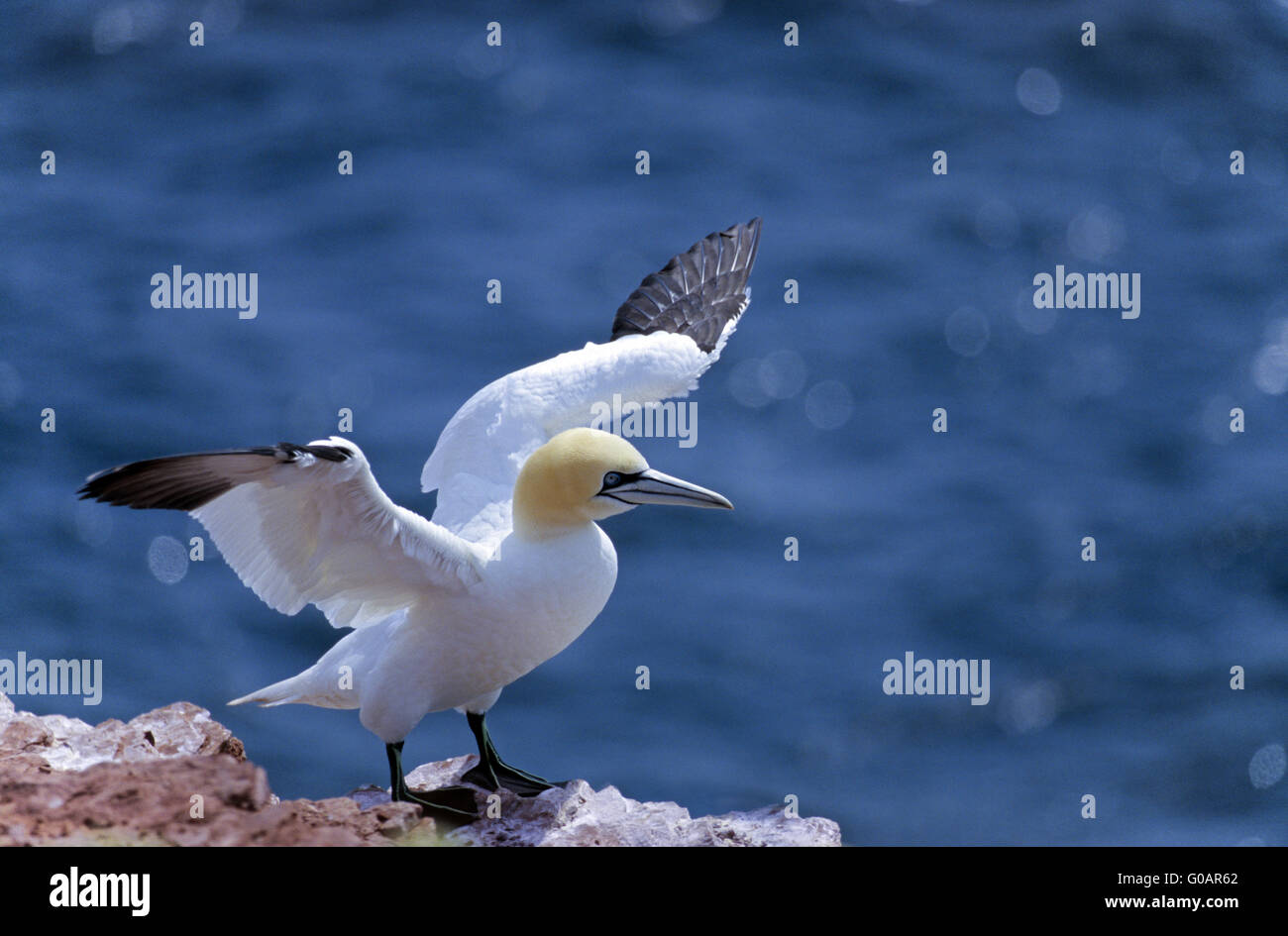 Vogelkolonien hi-res stock photography and images - Alamy