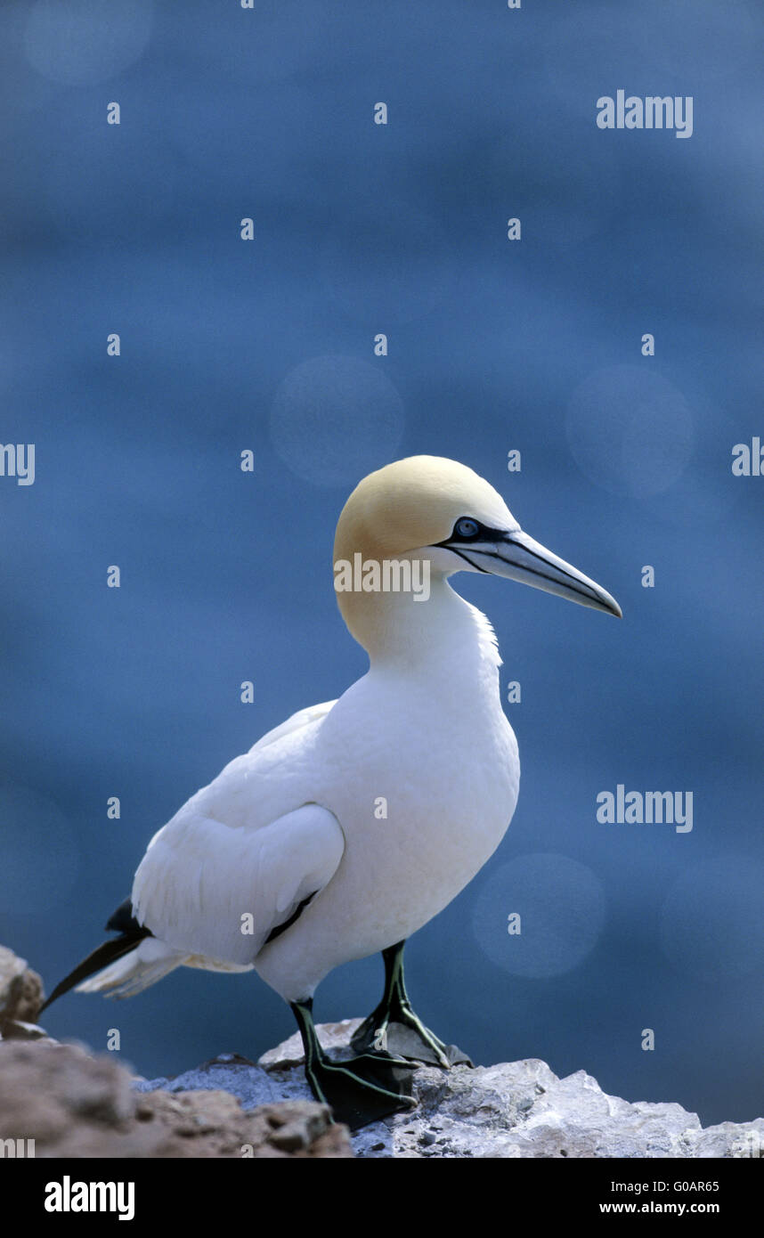 Deep red dress hi-res stock photography and images - Alamy