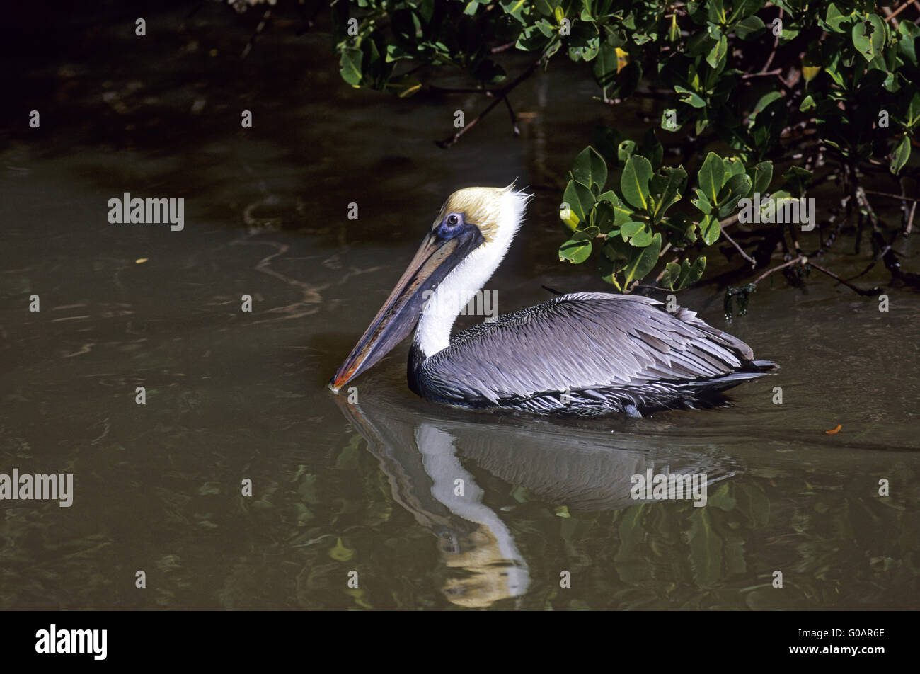 Brauner meerespelikan hi-res stock photography and images - Alamy