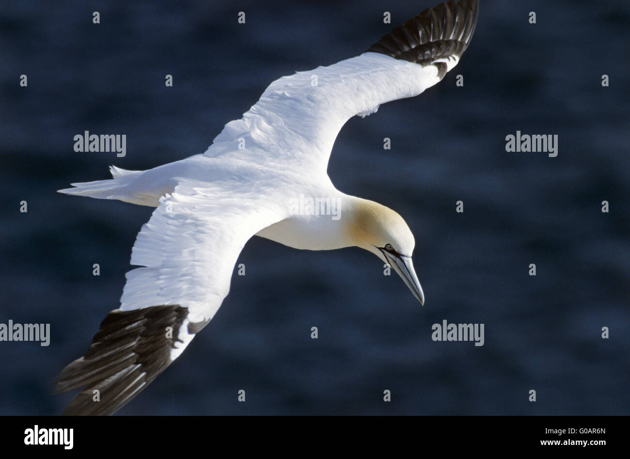 Solan bird hi-res stock photography and images - Alamy