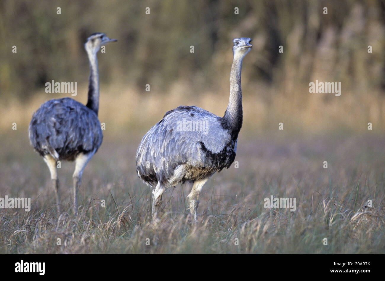 Greater rhea bird hi-res stock photography and images - Alamy
