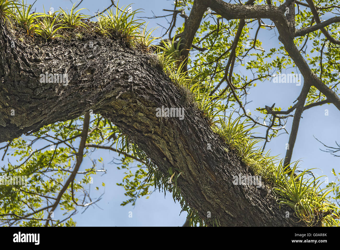 Epiphyte Plants Growing On A Tree St. Kitts West I Stock Photo - Alamy