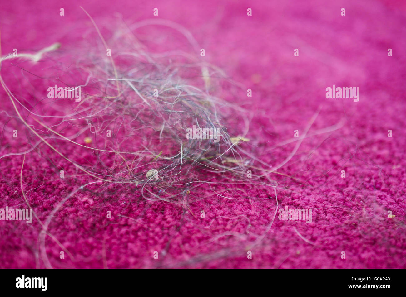 Fluff And Dust Stock Photos & Fluff And Dust Stock Images - Alamy