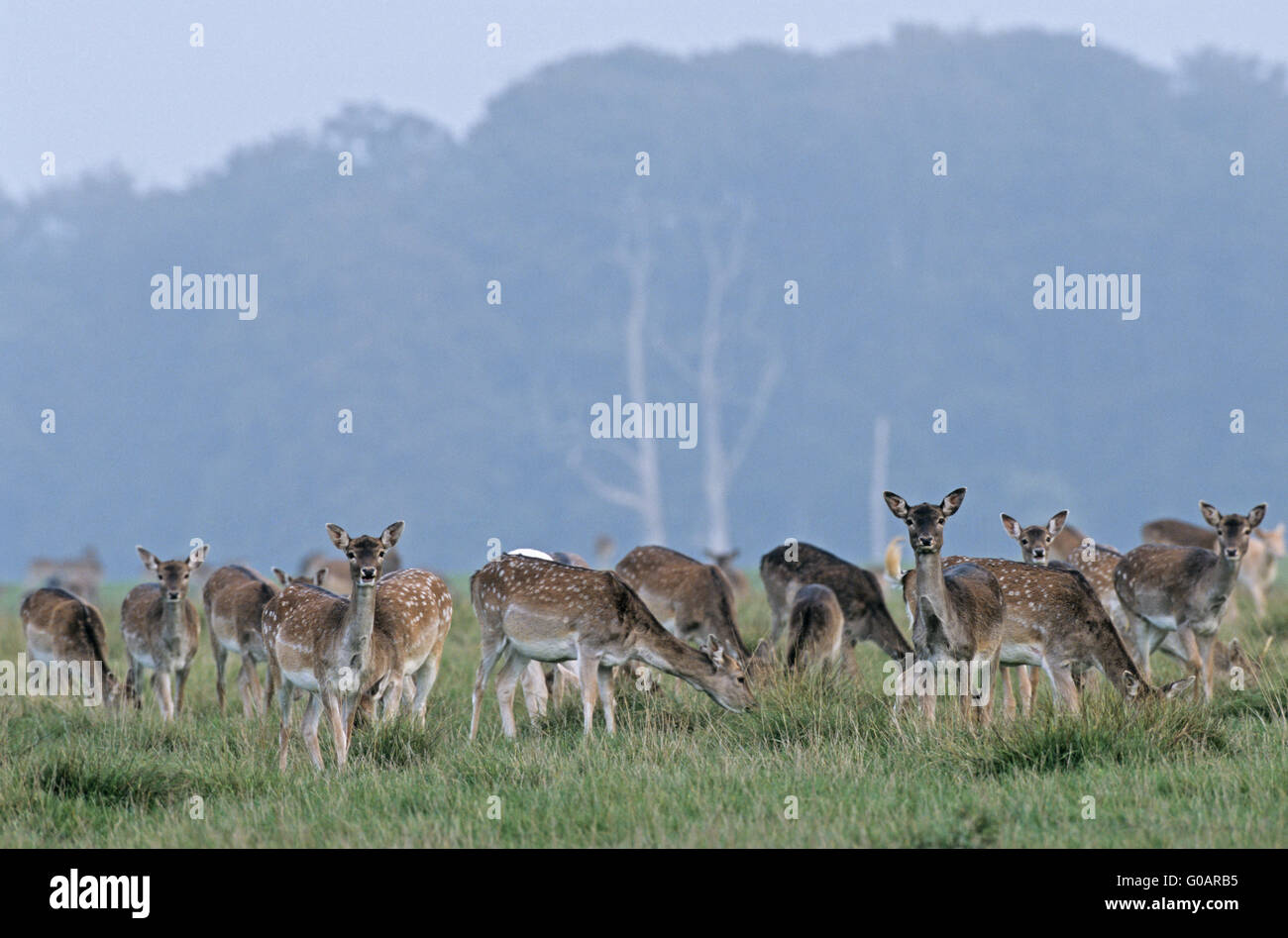 Fallow Deer hinds and dams feeding in a meadow Stock Photo - Alamy