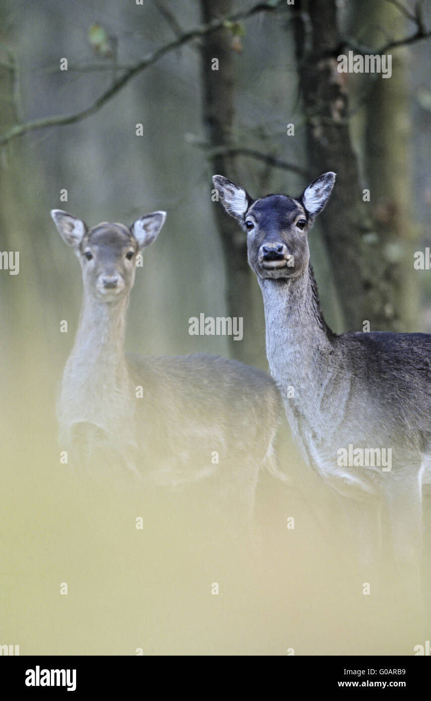 Damhirsch dam hirsch damwild dama dama hi-res stock photography and ...