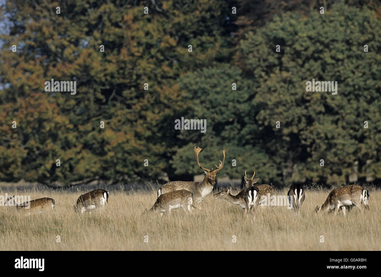 Fallow Deer stag, hinds and dams in the rut Stock Photo - Alamy