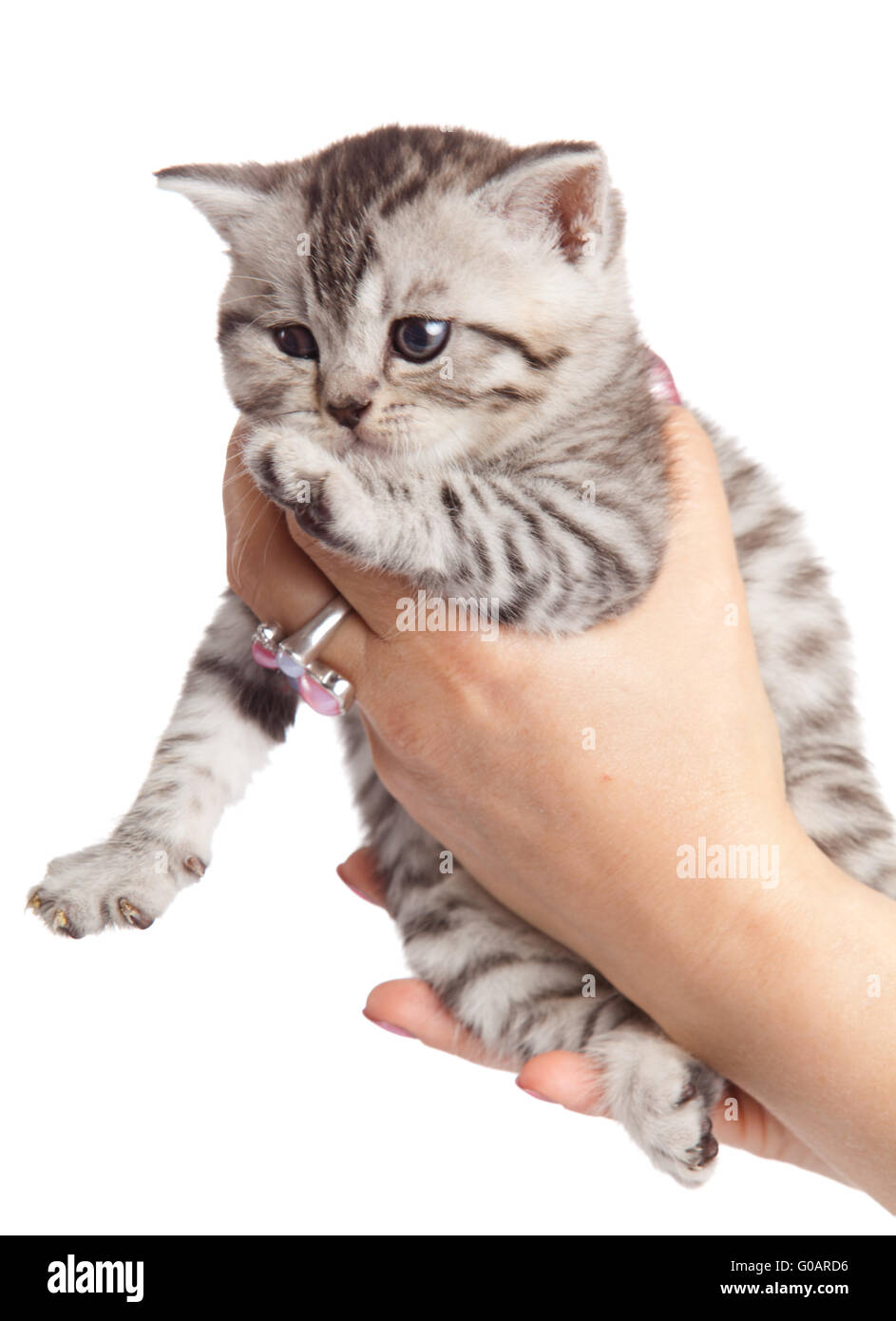 Cat paw hand Cut Out Stock Images & Pictures - Alamy