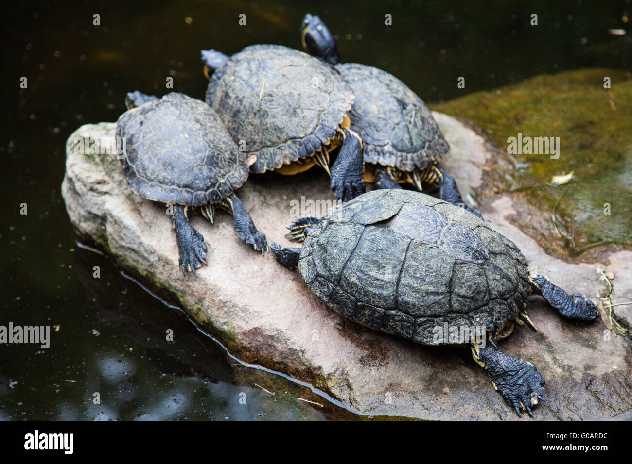 The rock turtle neck hi-res stock photography and images - Alamy