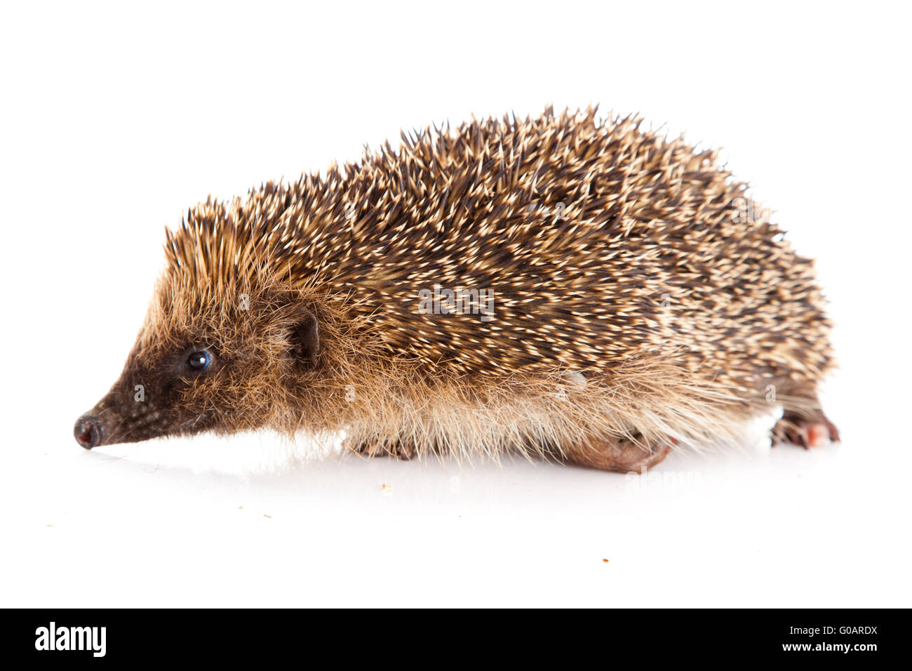Hedgehog on a white background Stock Photo - Alamy