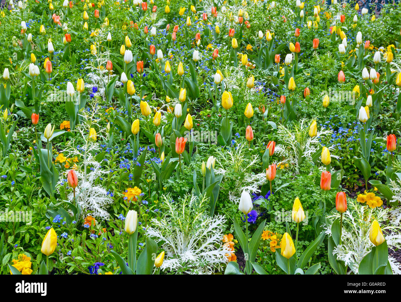 Beautiful varicolored tulips. Nature background Stock Photo - Alamy
