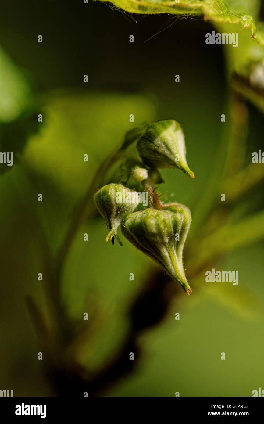 Close up photo of a beautiful raspberry inflorescence Stock Photo - Alamy
