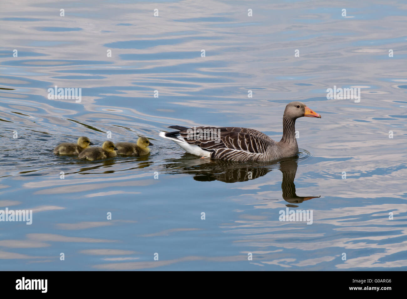 Cute fluffy bird hi-res stock photography and images - Alamy