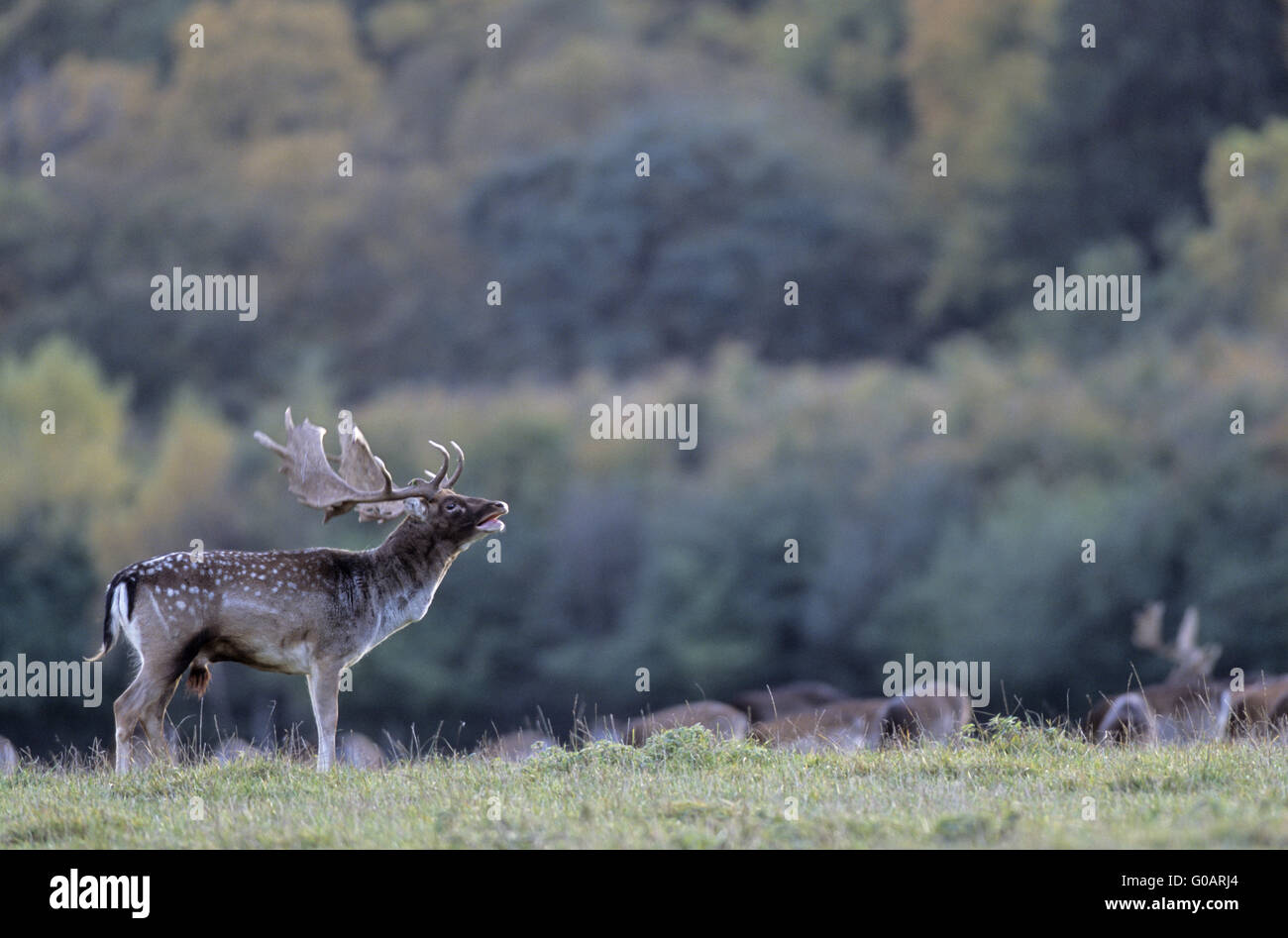 Fallow Deer stag roaring Stock Photo - Alamy