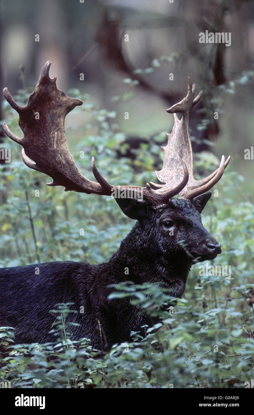 Fallow Deer black stag in portrait Stock Photo - Alamy