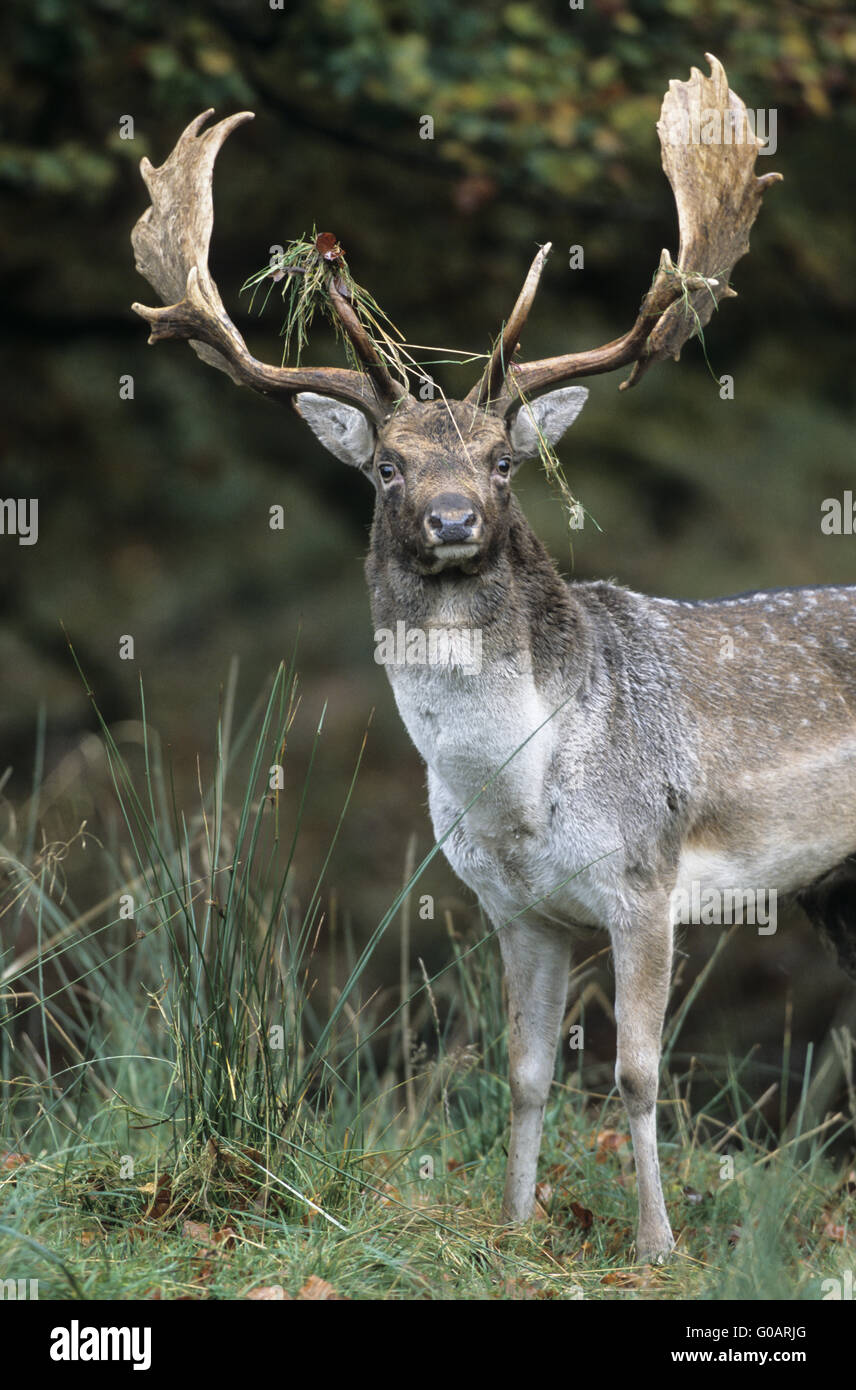 Fallow Deer stag in portrait Stock Photo - Alamy