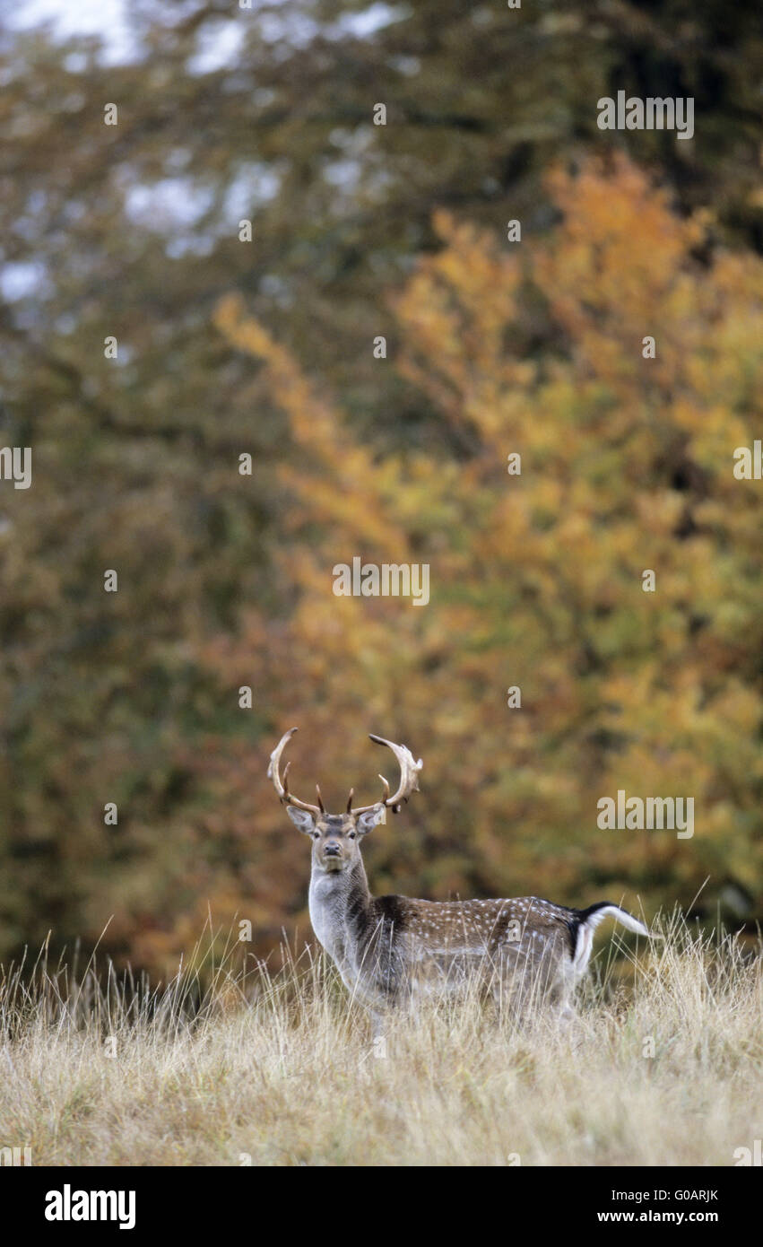 Fallow Deer stag in fall Stock Photo - Alamy