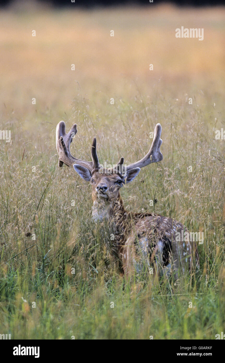 Fallow Deer stag with velvet antler in midsummer Stock Photo - Alamy