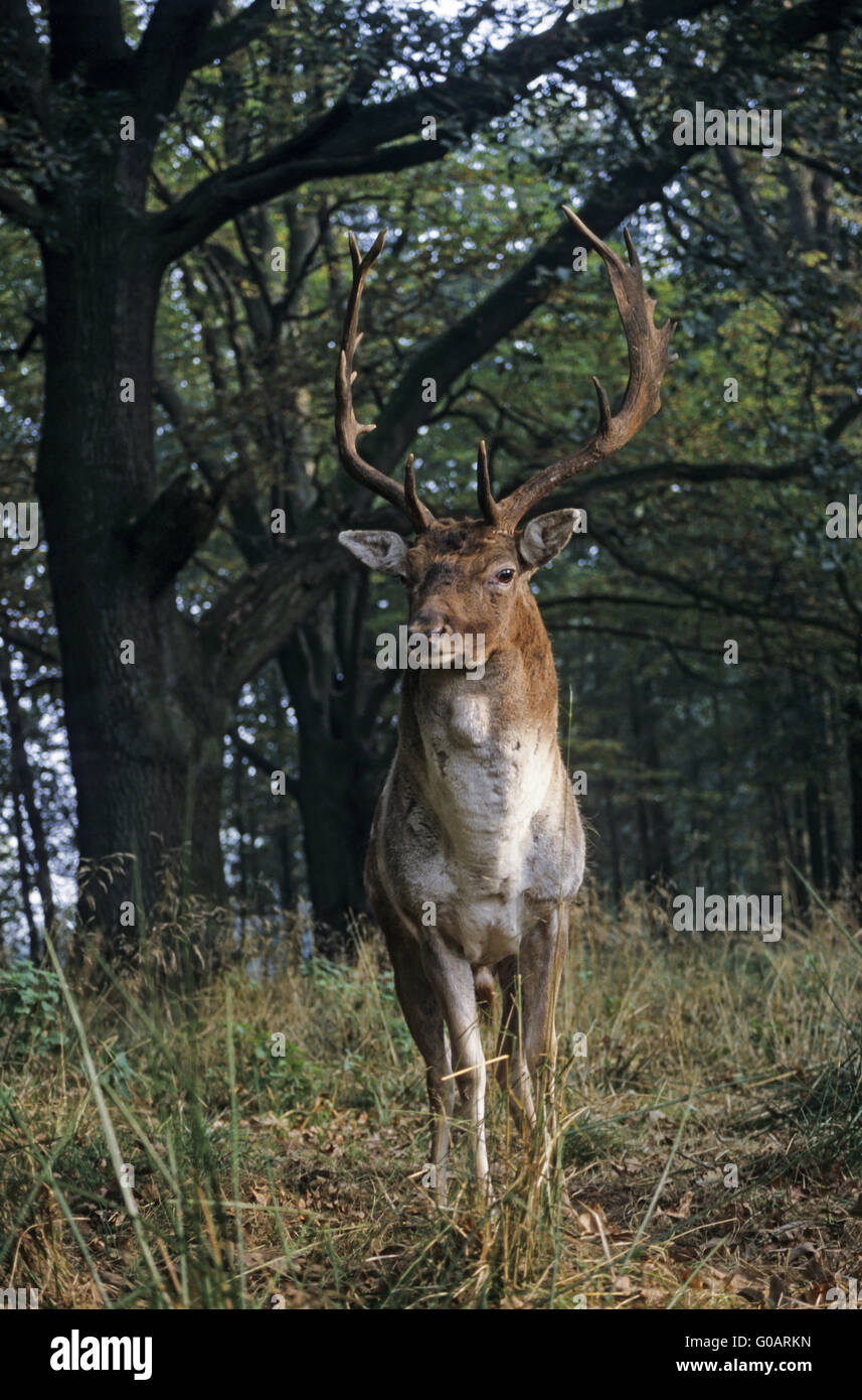 Fallow Deer stag in the rut Stock Photo - Alamy