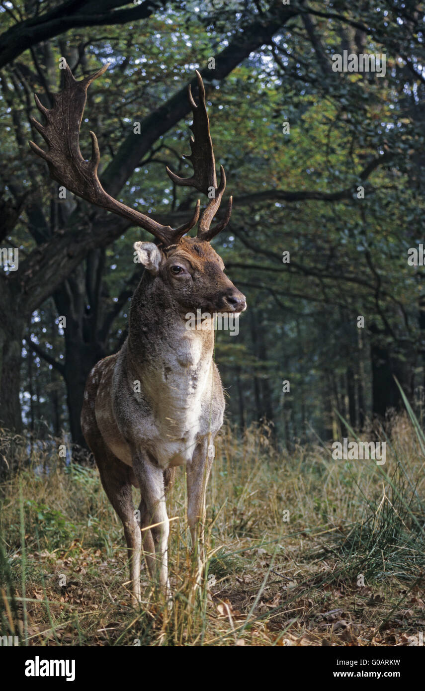 Fallow Deer stag in the rut Stock Photo - Alamy