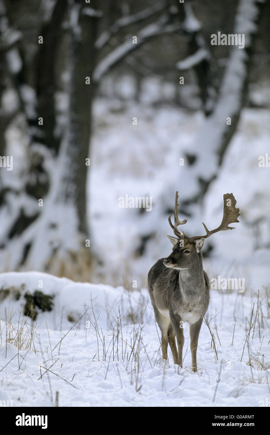 Fallow Deer stag in winter Stock Photo - Alamy