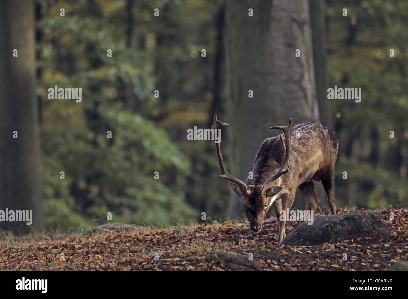 Fallow Deer stag in the rut Stock Photo - Alamy