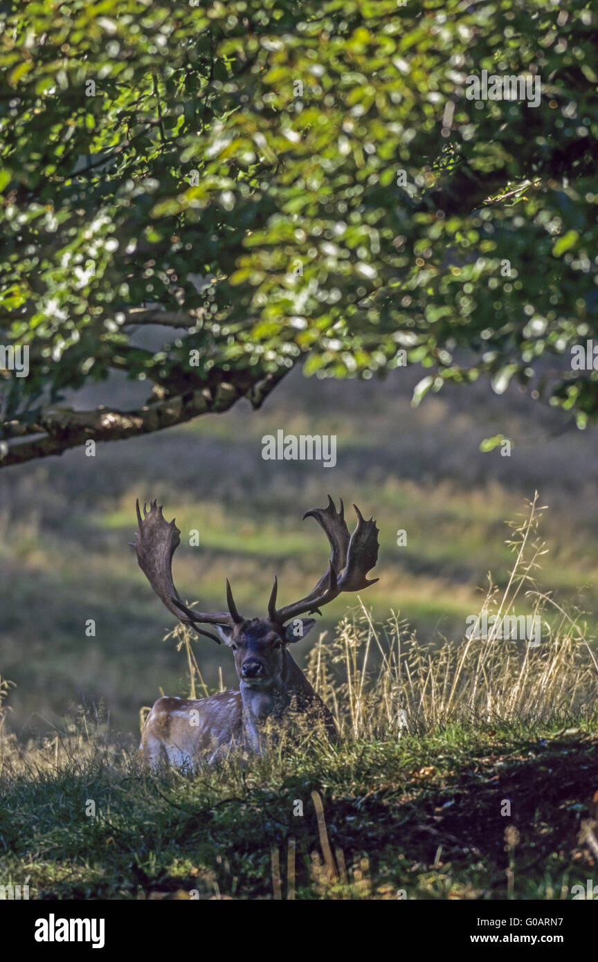 Fallow Deer stag in the rut with abnormal antler Stock Photo - Alamy
