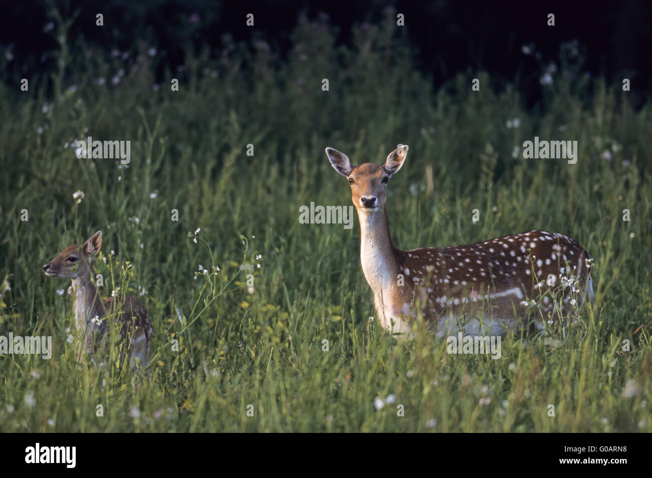 Damhirsch dam hirsch damwild dama dama hi-res stock photography and ...