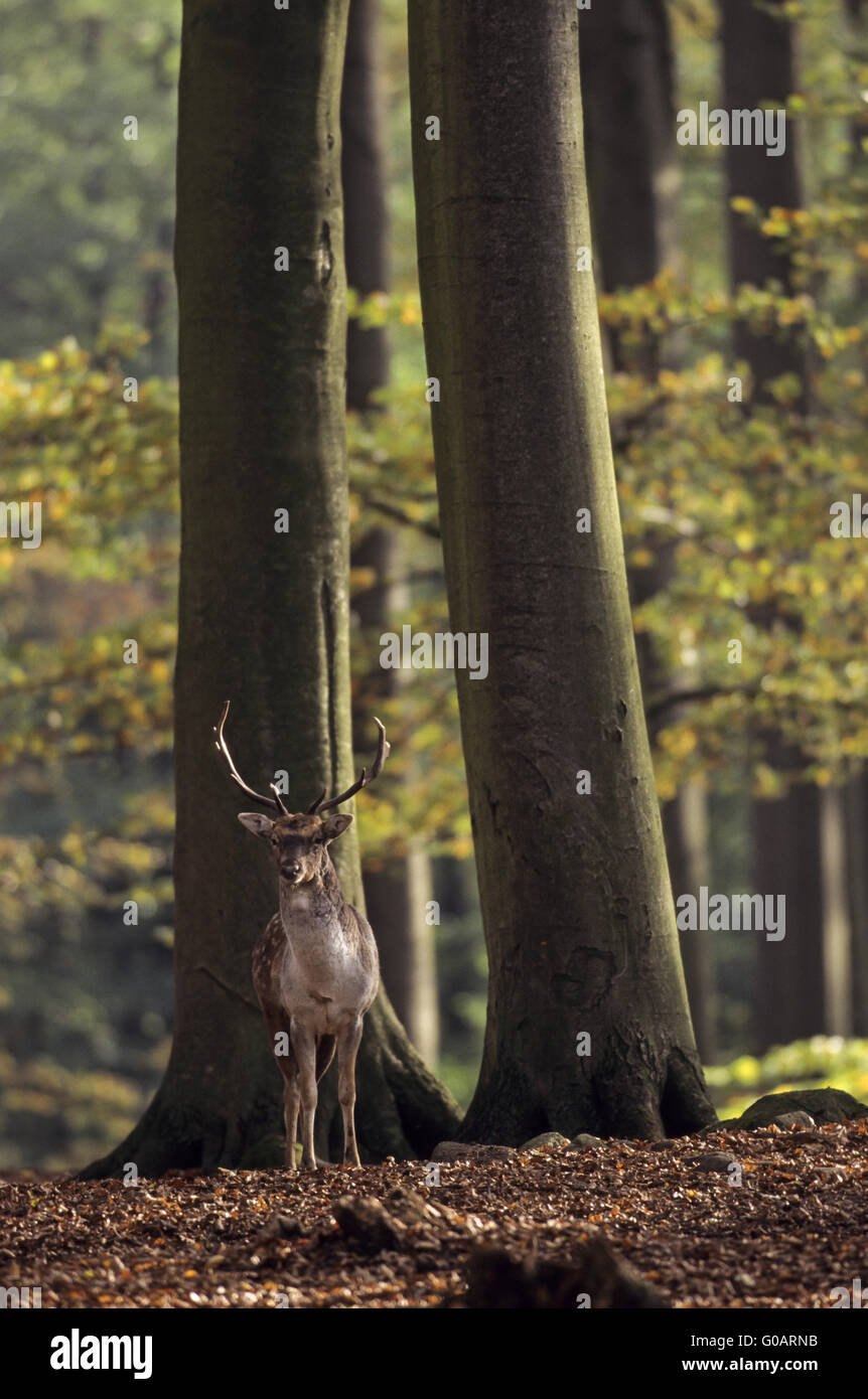 One young Fallow Deer stag in rut Stock Photo - Alamy