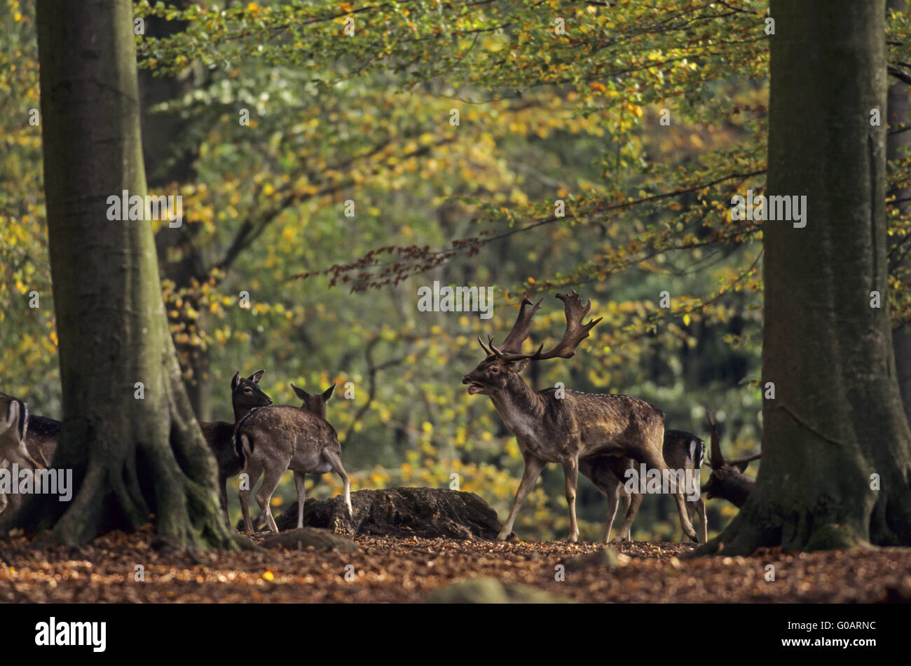 Fallow Deer stag roaring and chasing hinds Stock Photo - Alamy