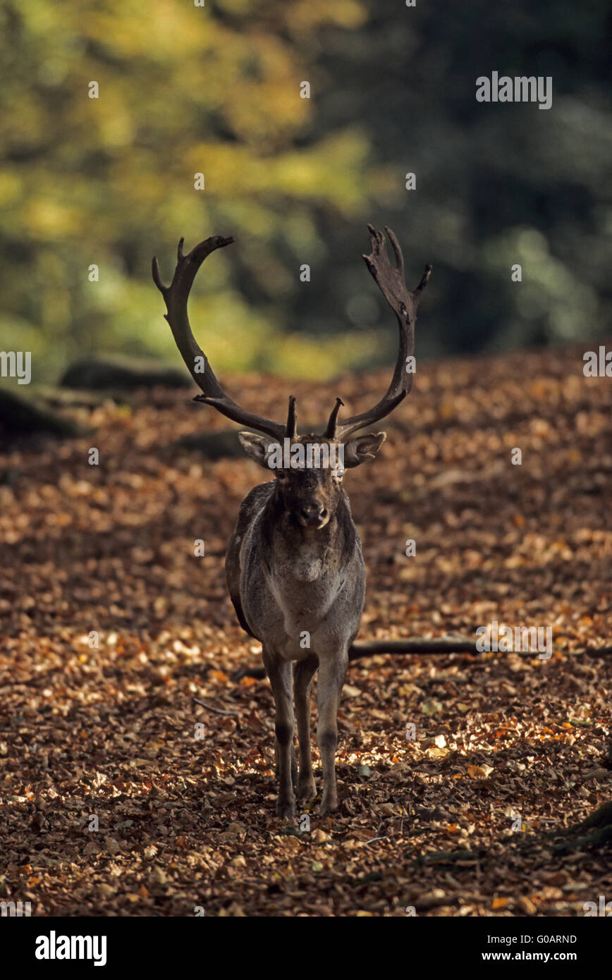 Fallow Deer stag at the main rutting place Stock Photo - Alamy