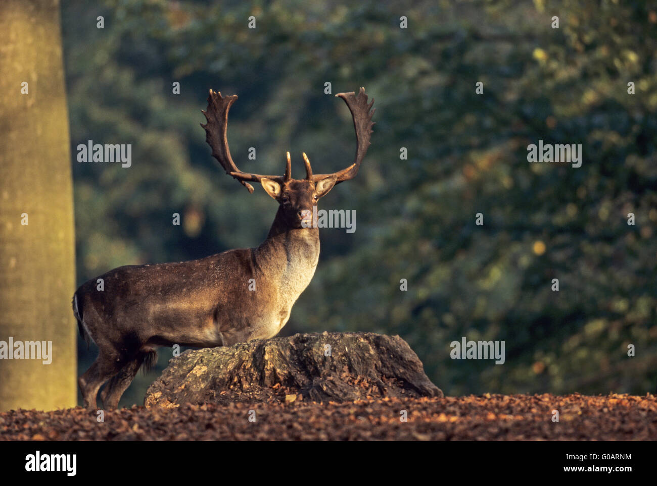Fallow Deer stag in a rutting hole Stock Photo - Alamy