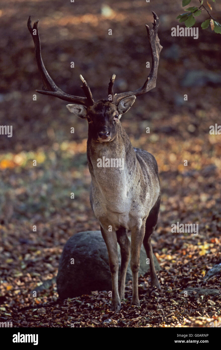 Fallow Deer stag at the main rutting place Stock Photo - Alamy