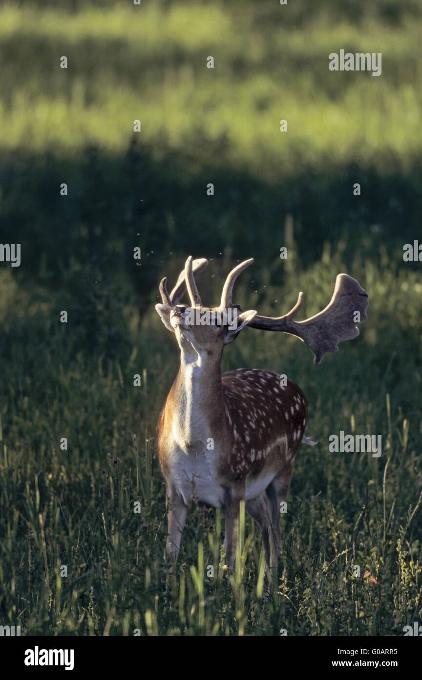 Fallow Deer stag watching mosqito swarm Stock Photo - Alamy
