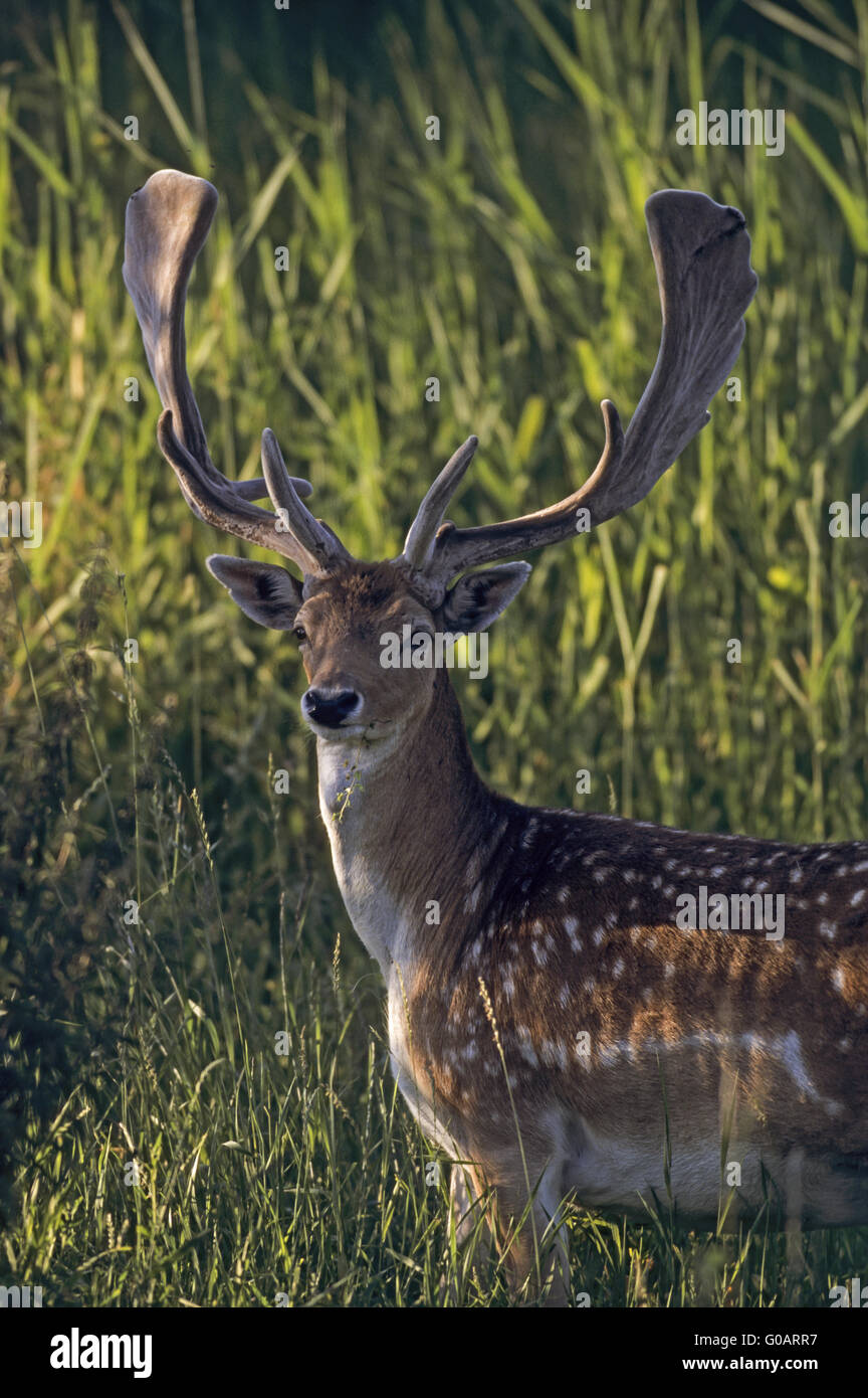 Fallow Deer stag with velvet antler in portrait Stock Photo - Alamy