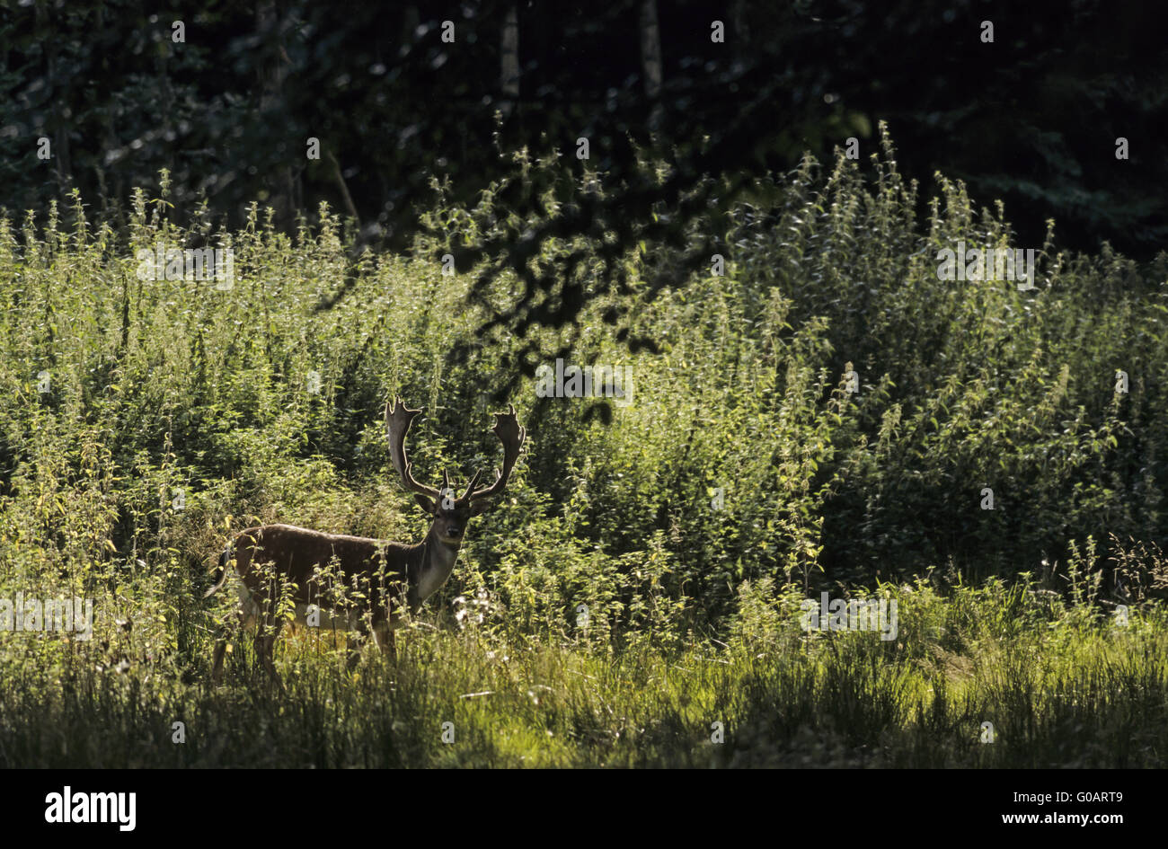 Fallow Deer stag standing between stinging nettles Stock Photo - Alamy