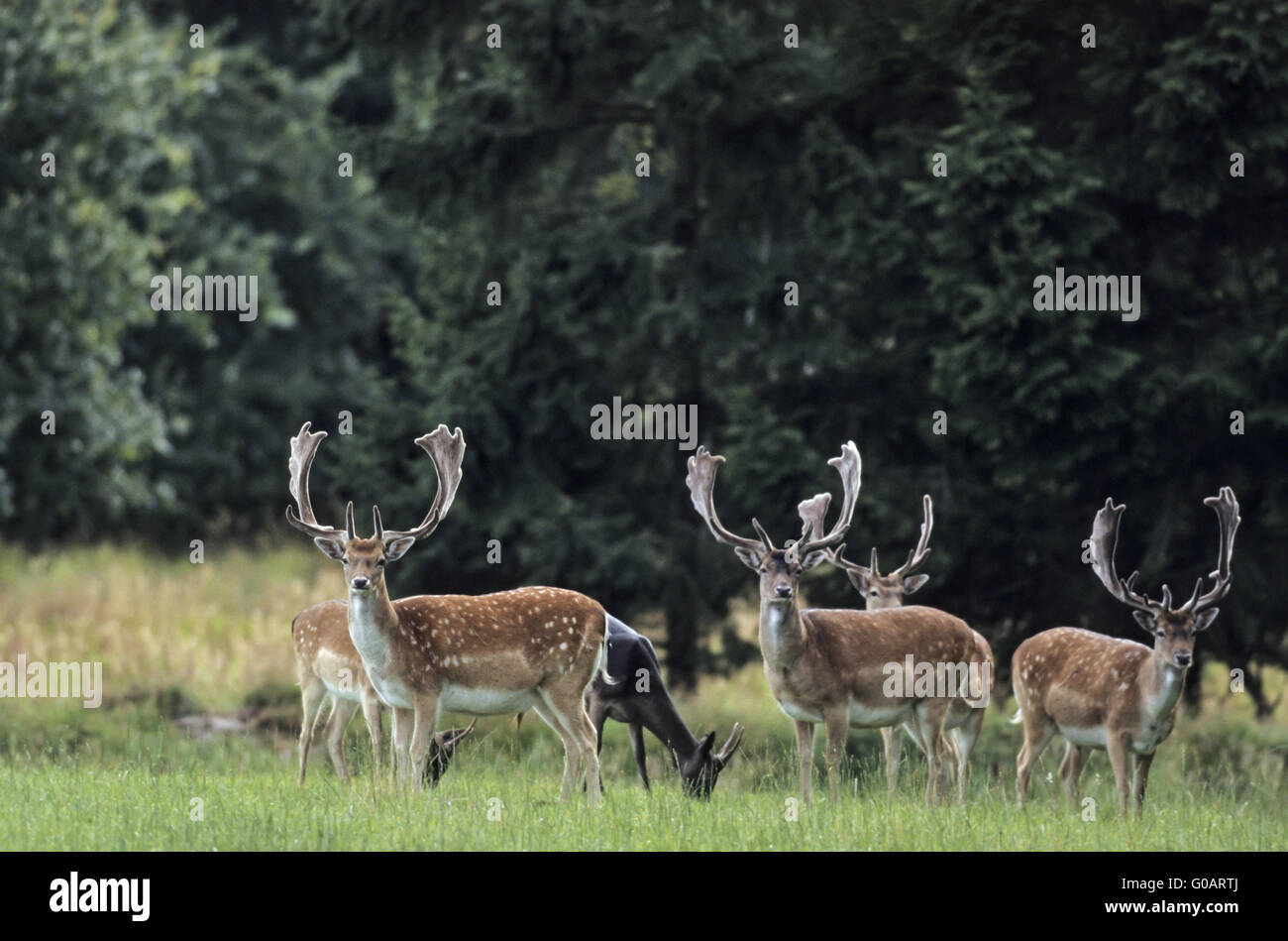 Bast antler hi-res stock photography and images - Alamy