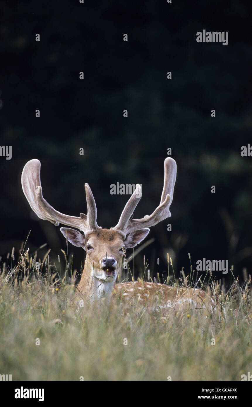 Fallow Deer stag ruminating in a forest meadow Stock Photo - Alamy