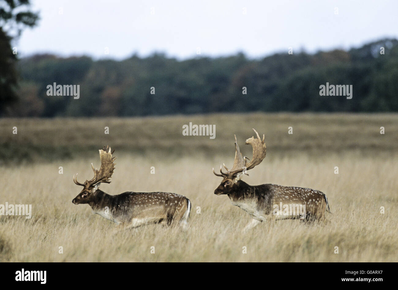 Fallow Deer stags ritual in front of fight Stock Photo - Alamy