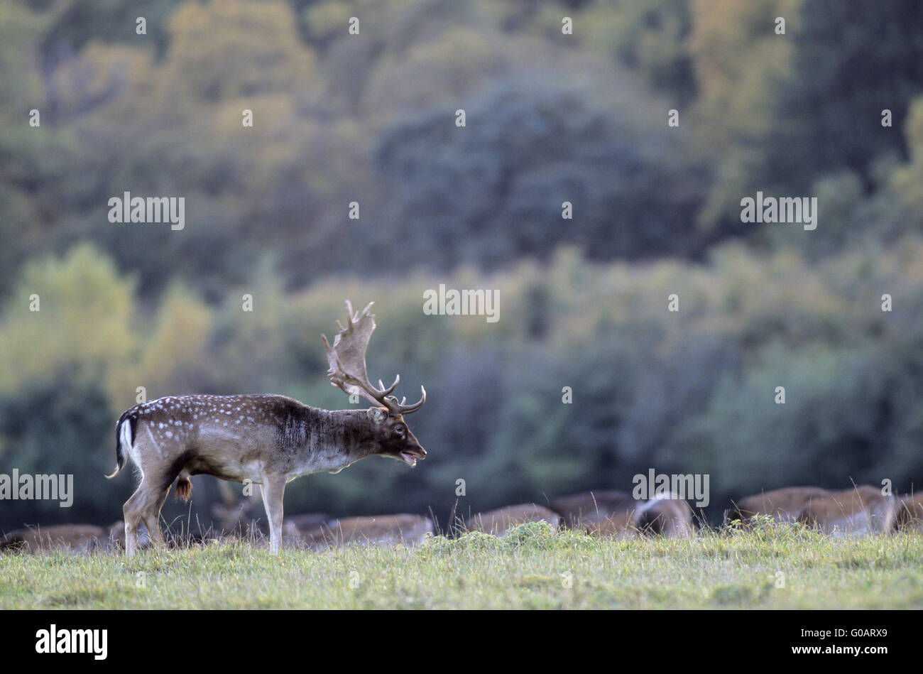 Fallow Deer stag roaring in front of hind and fawn Stock Photo - Alamy