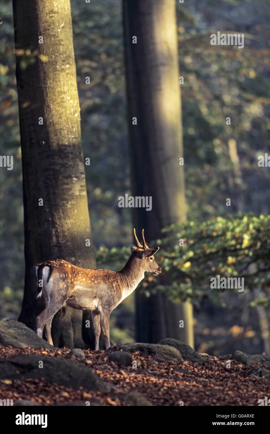 Brocket antlers hi-res stock photography and images - Alamy