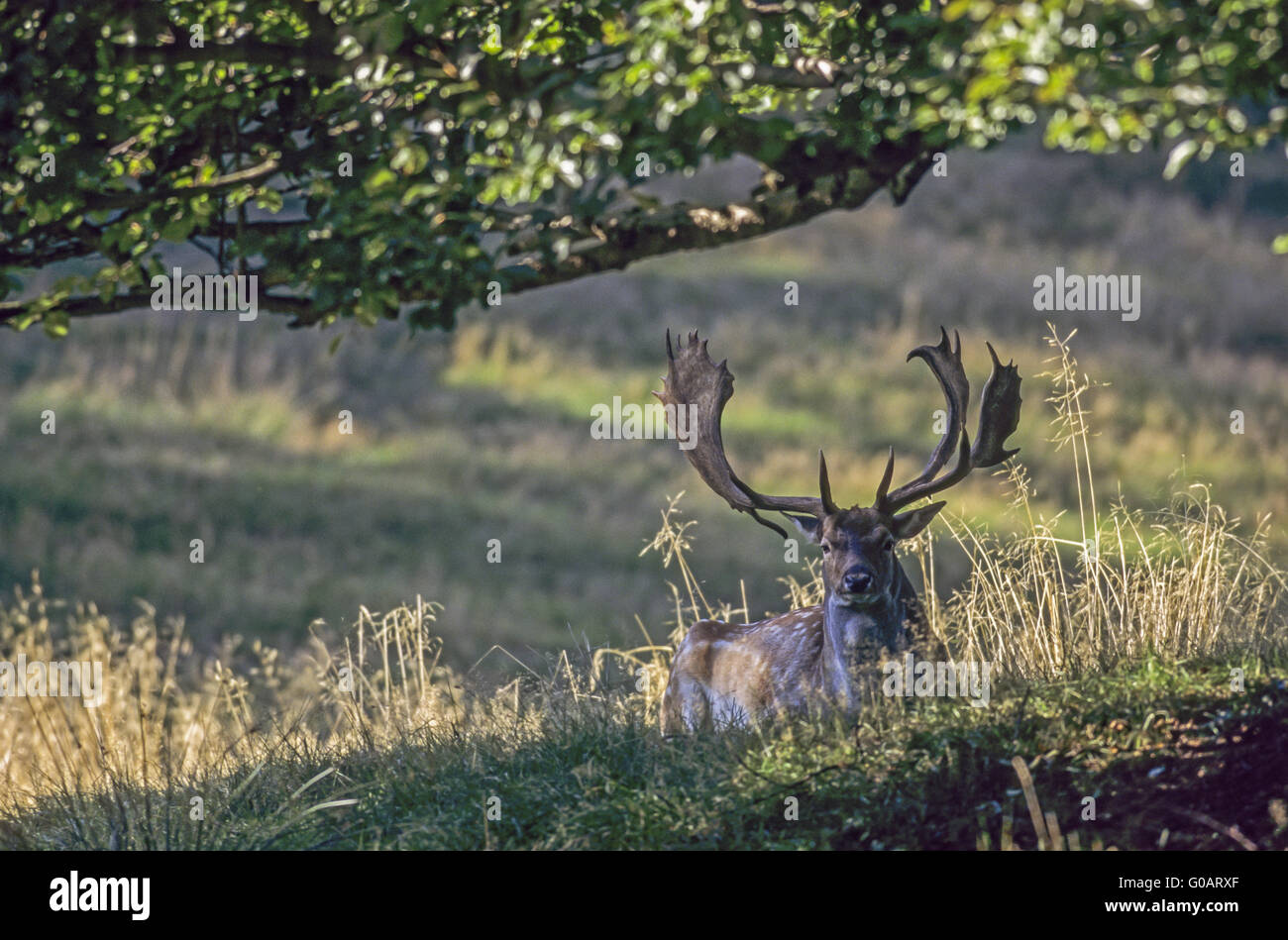 Fallow Deer stag in the rut with abnormal antler Stock Photo - Alamy