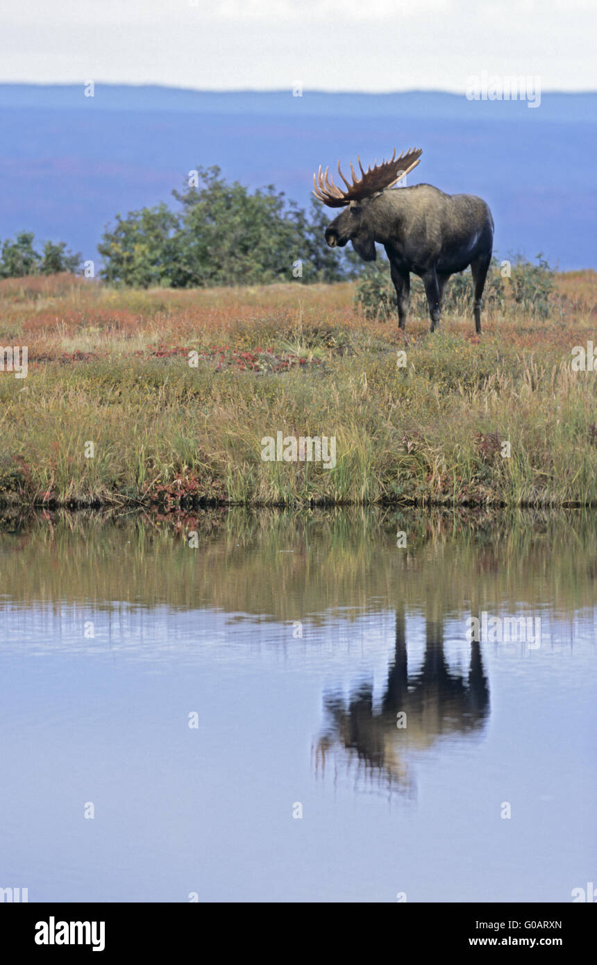Bull Moose with mirror image at a pond Stock Photo - Alamy
