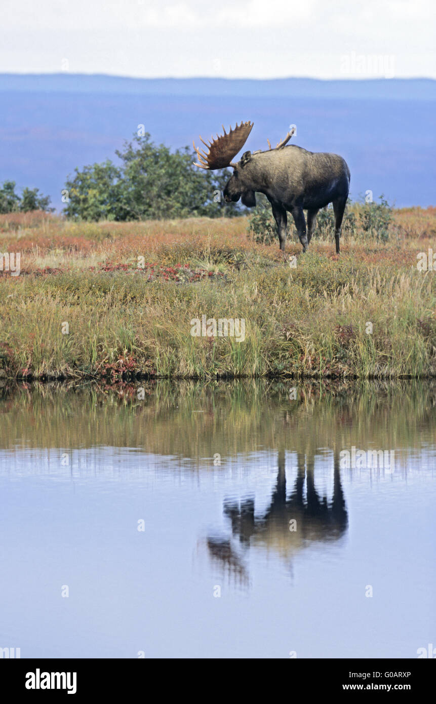 Bull pond hi-res stock photography and images - Alamy